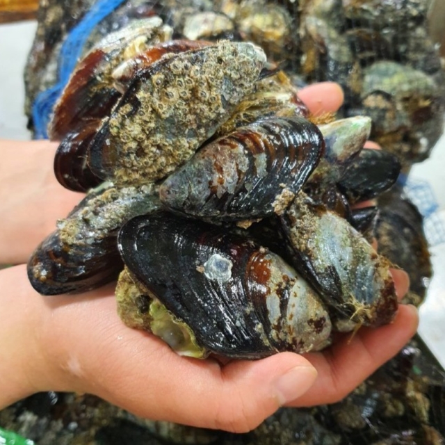 [초특가] 서해안 활 담치