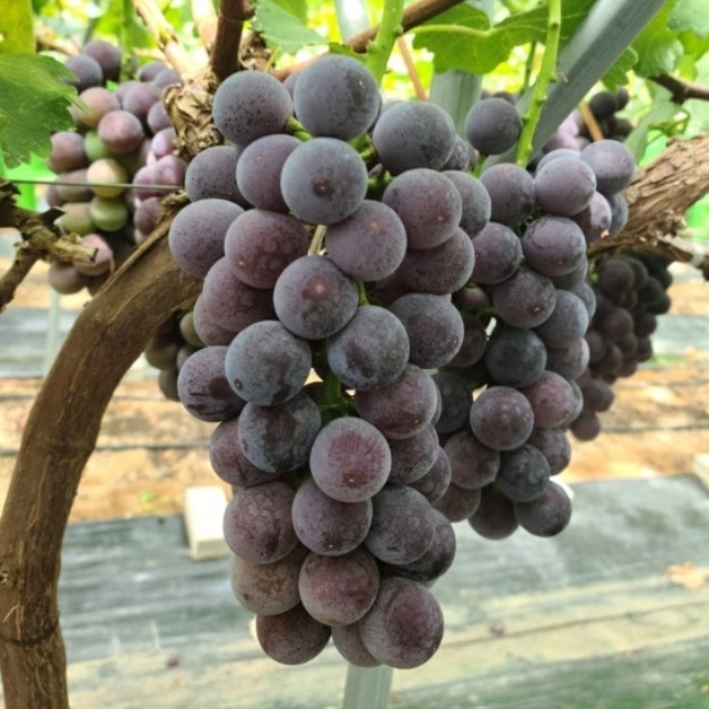 김천 거봉 포도 특정품